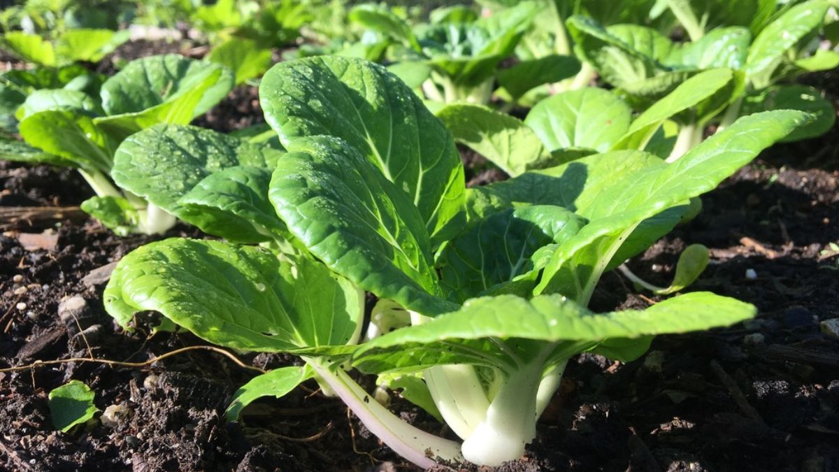 Fast-Growing Vegetables: 8 Easy & Delicious Options
