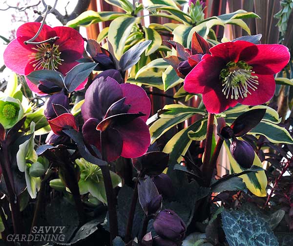 Hellebores offer a welcome hint of spring