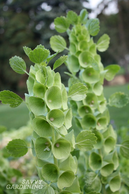Growing Bells of Ireland From Seed