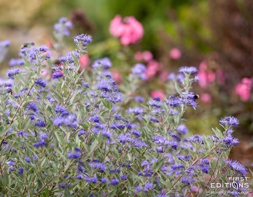 5 Late-blooming pollinator friendly plants