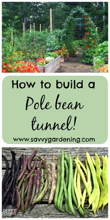 Vertical vegetable gardening: pole bean tunnels