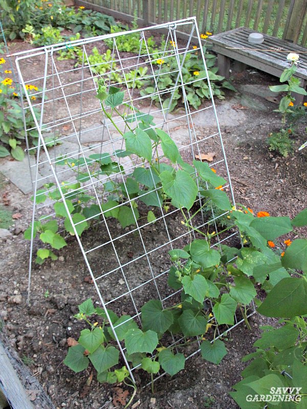 Cucumber Trellis Ideas And Tips For Maximizing The Harvest