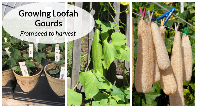 Growing Loofah Gourds: Learn How to Grow Your Own Loofah Sponges