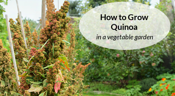 How to Grow Quinoa in a Home Vegetable Garden