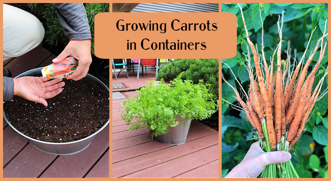 Growing carrots in containers: An easy way to grow carrots anywhere!