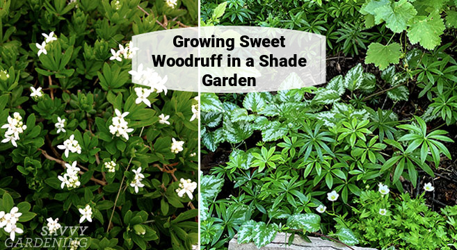 Sweet Woodruff: An Enchanting Groundcover Choice for Shade Gardens