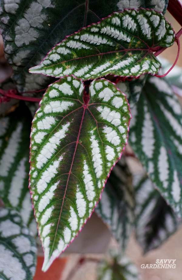 Cissus Discolor How To Grow And Care For The Rex Begonia Vine