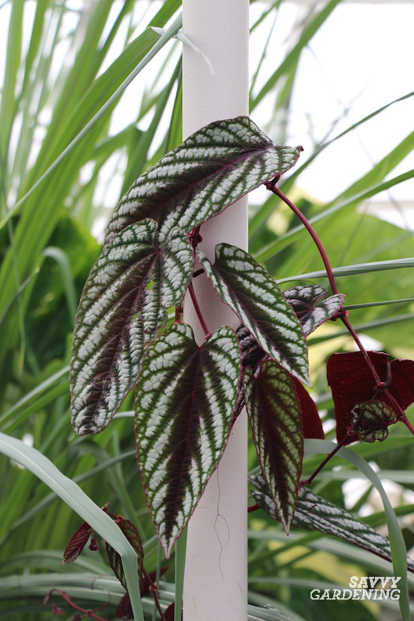 Cissus Discolor How To Grow And Care For The Rex Begonia Vine