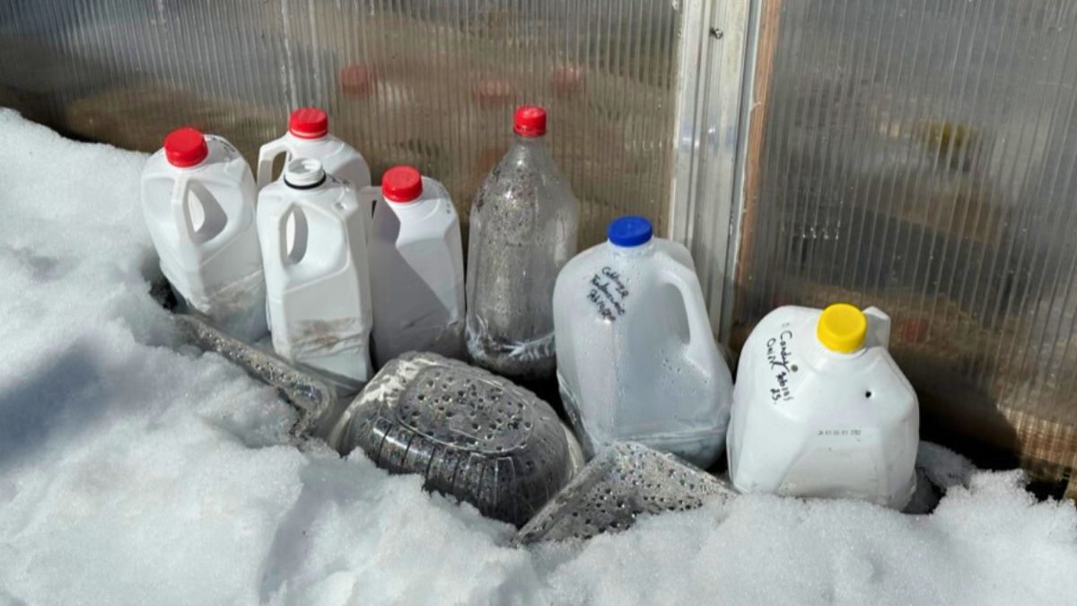 Winter sowing: An Easy, Low-Cost Technique for Starting Seeds