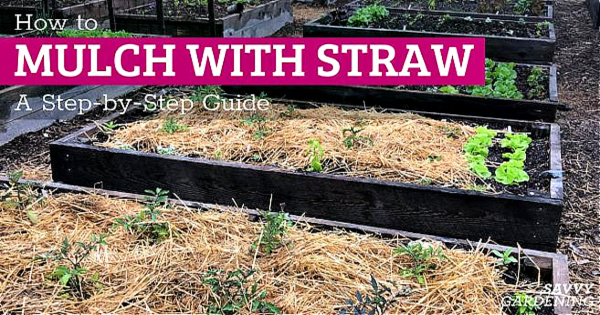 How to Mulch with Straw: A Step-by-Step Guide