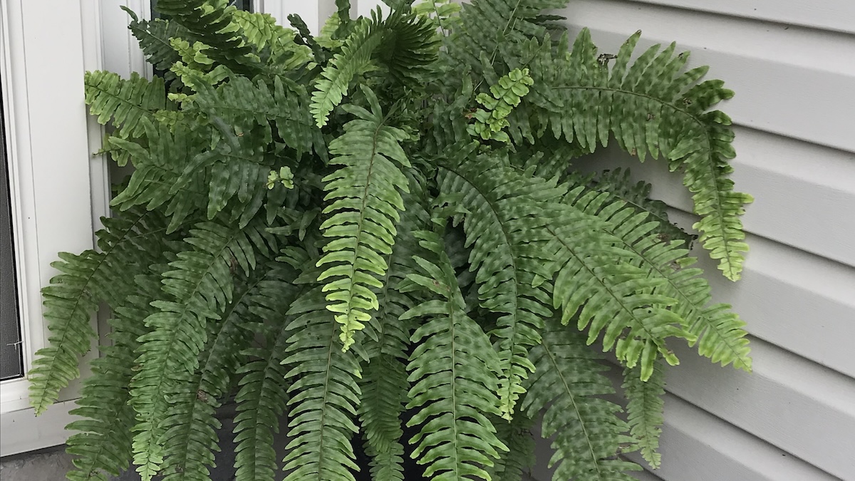 Are Boston Ferns Outdoor Plants