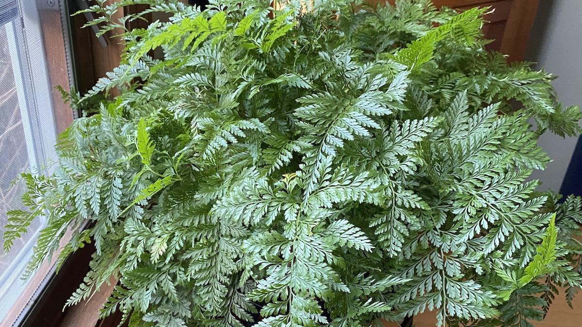 Rabbit Foot Fern Care: A Complete Growing Guide