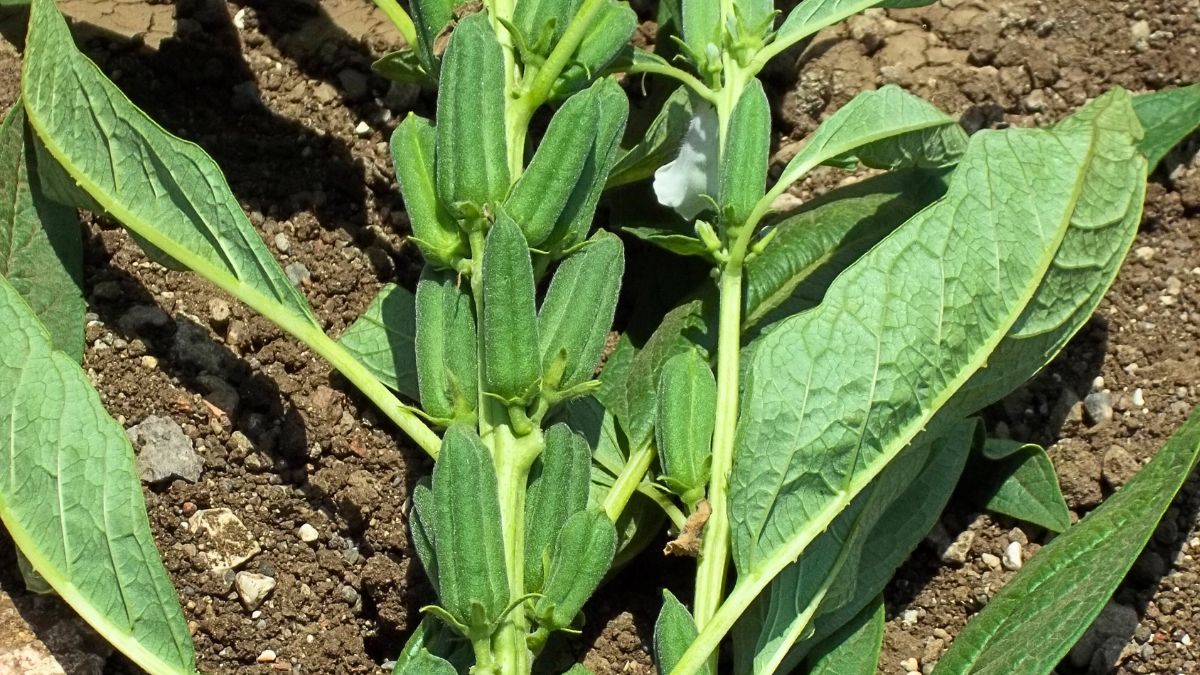 Growing Sesame Plants: How to Grow Sesame Seeds