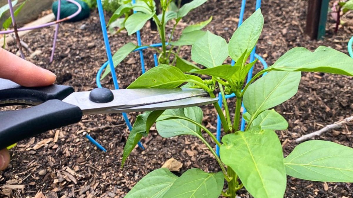 Topping Pepper Plants: When, Why, and How to Do It Right